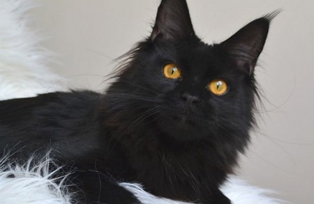 Maine Coon - FFF - Le site de la Fédération Féline Française