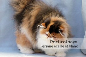 Persan - FFF - Le site de la Fédération Féline Française