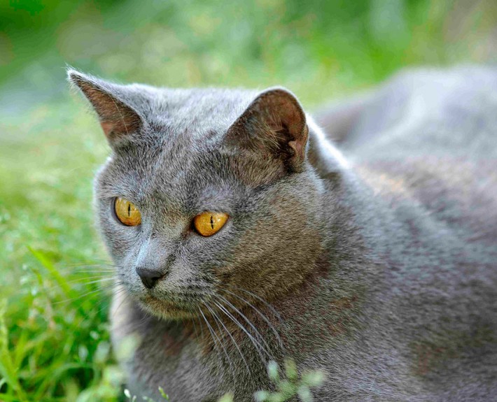 Chartreux - FFF - Le site de la Fédération Féline Française