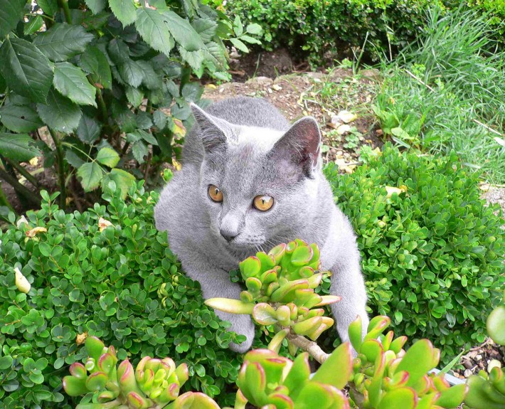 Chartreux - FFF - Le site de la Fédération Féline Française