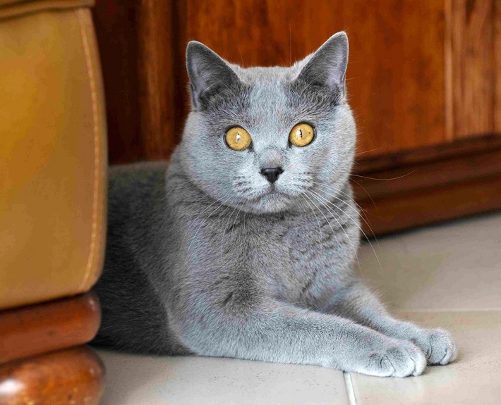 Chartreux - FFF - Le site de la Fédération Féline Française