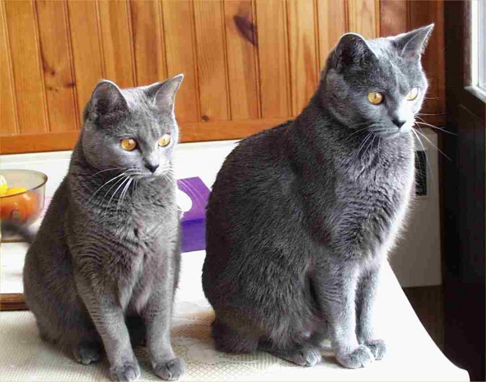 Chartreux - FFF - Le site de la Fédération Féline Française