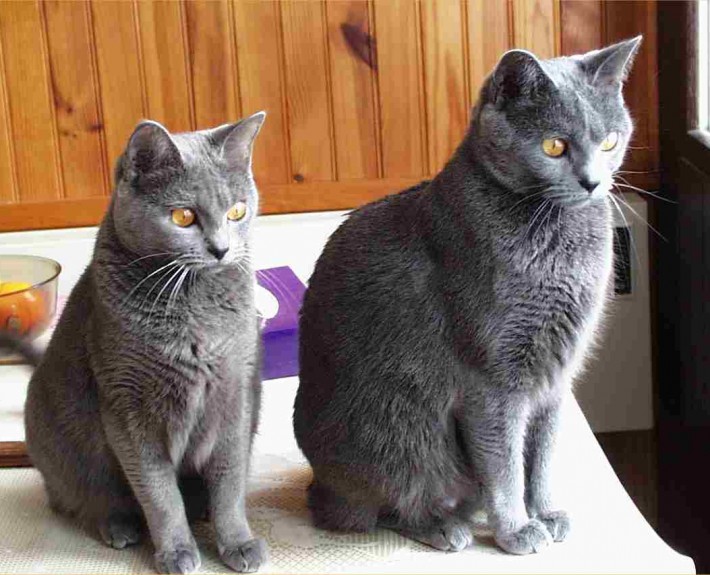 Chartreux - FFF - Le site de la Fédération Féline Française