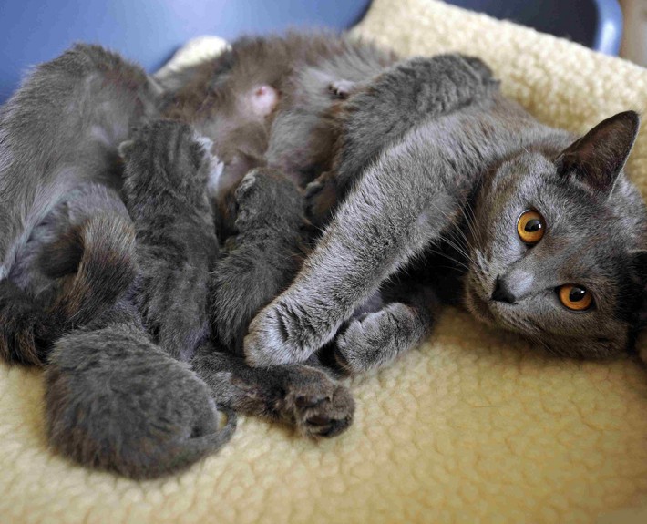 Chartreux - FFF - Le site de la Fédération Féline Française