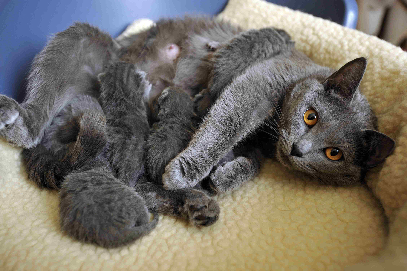 Chartreux - FFF - Le site de la Fédération Féline Française