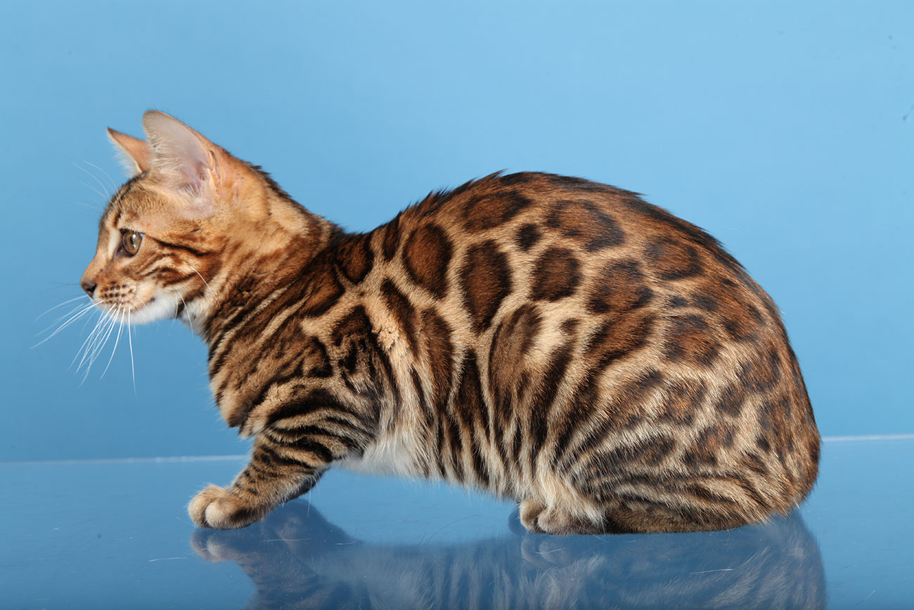 Le Bengal