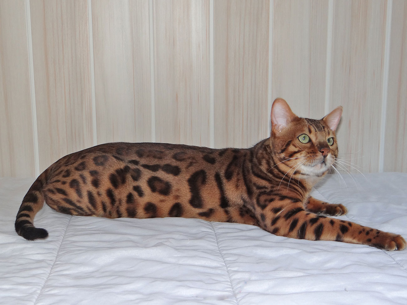 Le Bengal