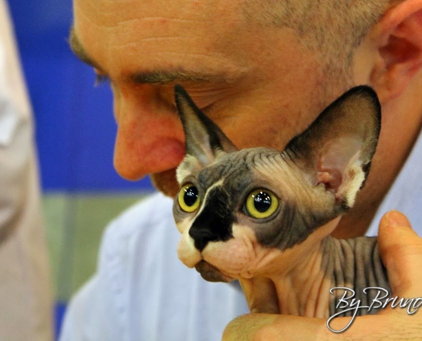 Sphynx - FFF - Le site de la Fédération Féline Française