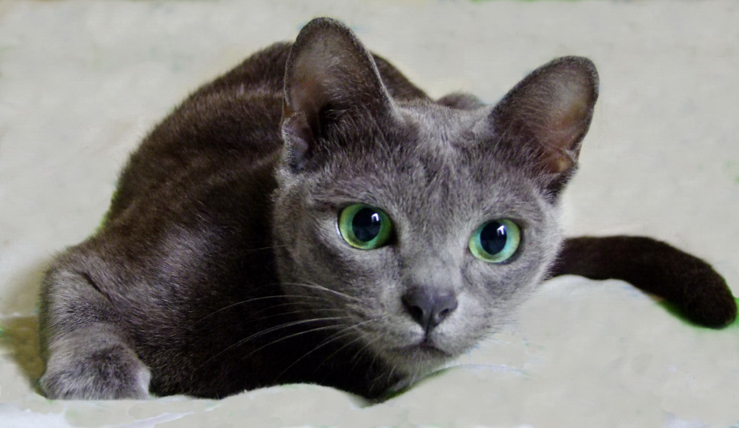 Korat - FFF - Le site de la Fédération Féline Française