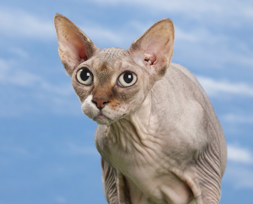 Sphynx - FFF - Le site de la Fédération Féline Française